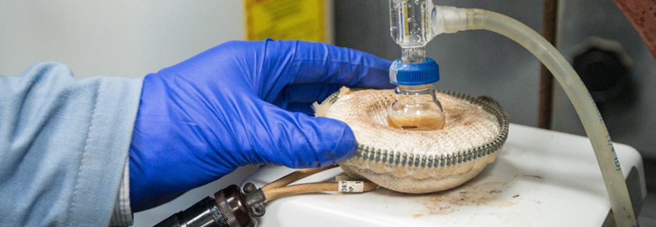 American Chemical Society (ACS) - Department of Chemistry and Biochemistry